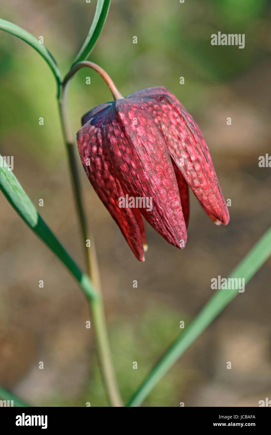 Snake's head fritillary (Fritillaria meleagris). Called Chess flower ...