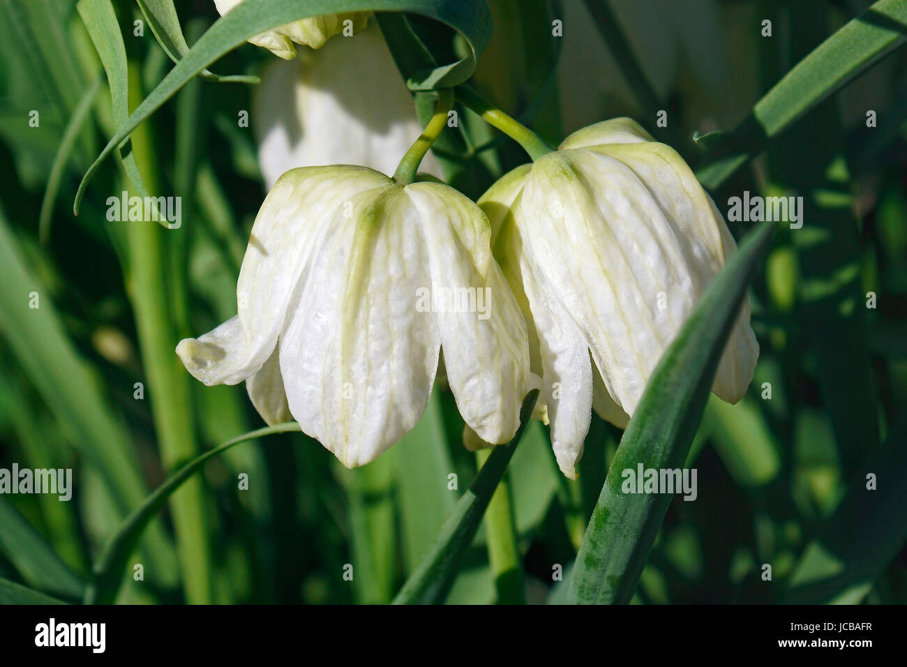 Snake's head fritillary (Fritillaria meleagris). Called Chess flower ...