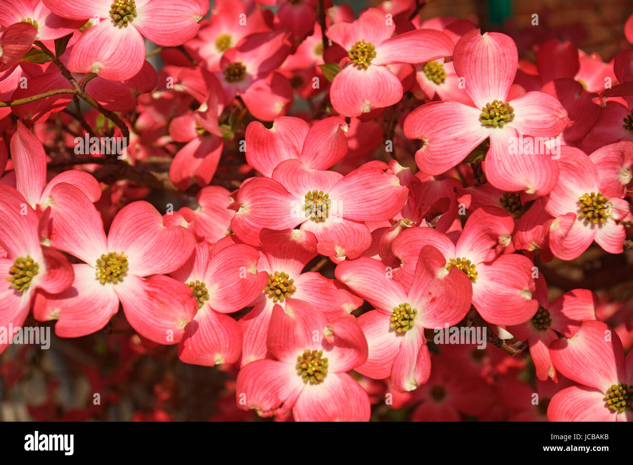 Flowering Dogwood (Cornus florida). Called American Dogwood and Eastern ...