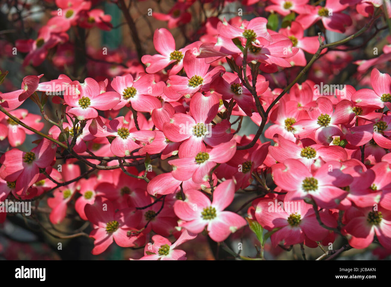 Virginia State Flower