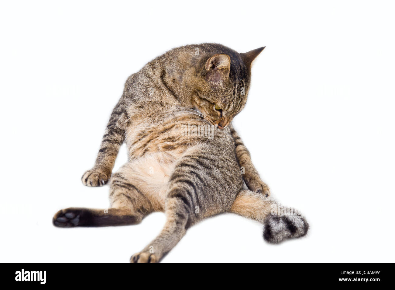 cat cleaning itself for hygiene on white background Stock Photo - Alamy