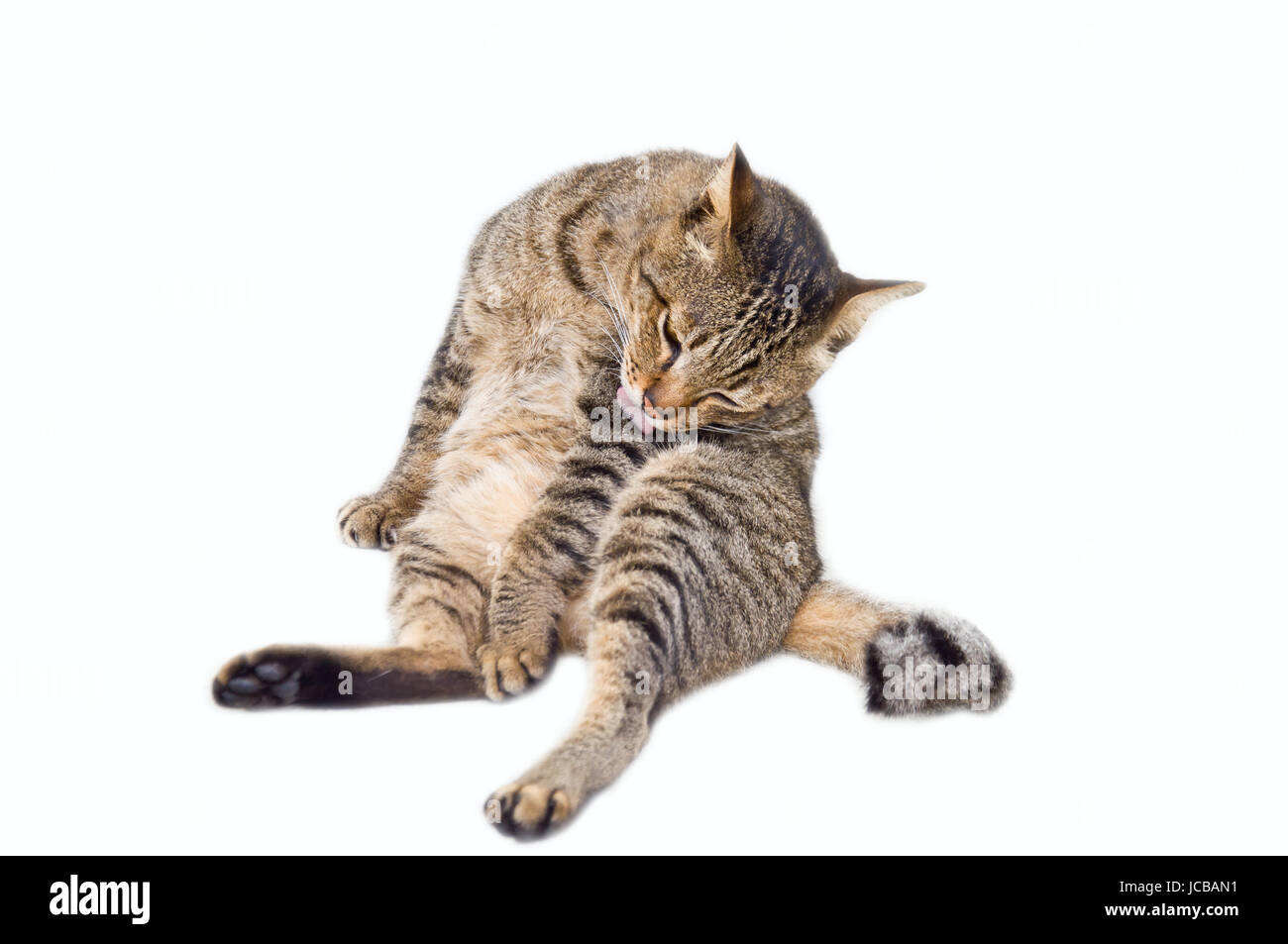 cat cleaning itself for hygiene on white background Stock Photo - Alamy
