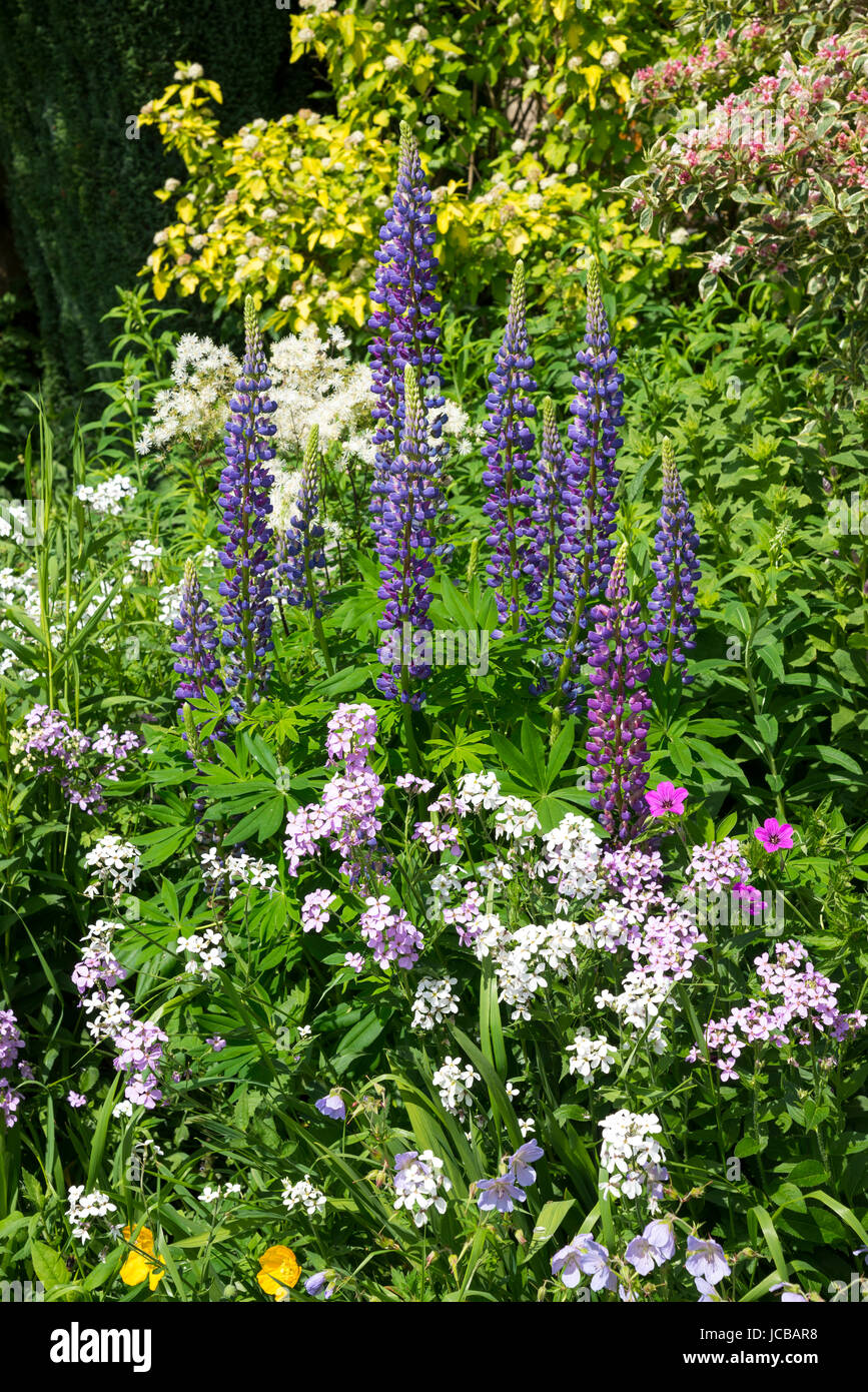 Lupins garden flower hi-res stock photography and images - Alamy