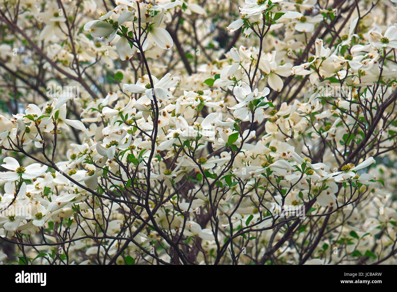 Flowering Dogwood (Cornus florida). Called American Dogwood and Eastern ...