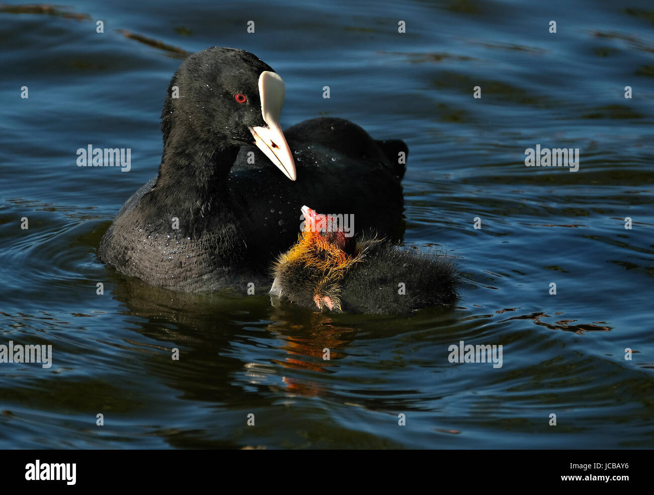 Female Coot feeding young Stock Photo - Alamy