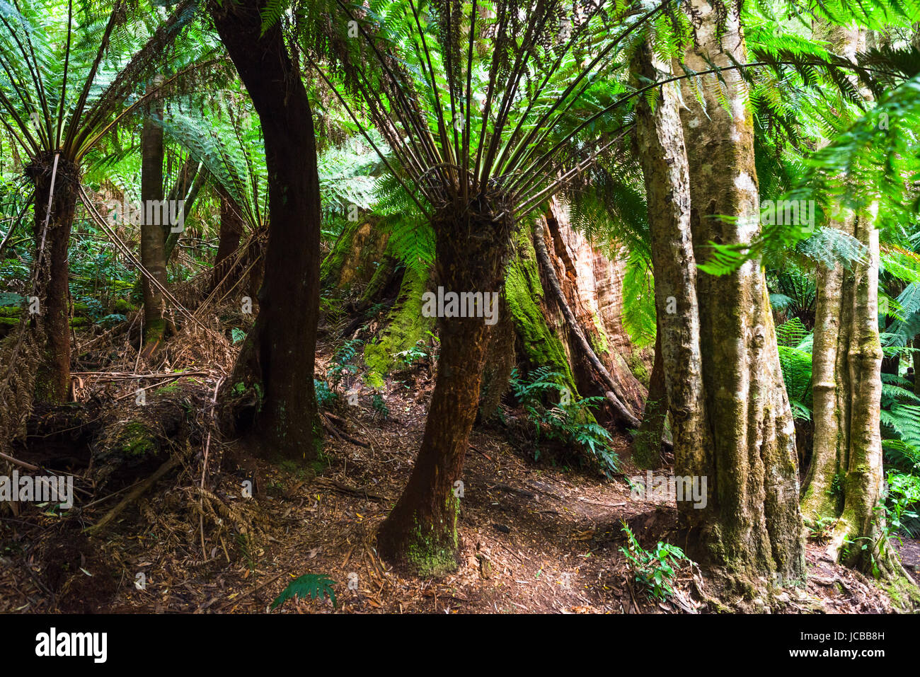 Dicksonia antarctica Rain forest at Melba Gully State Park, Great Otway ...