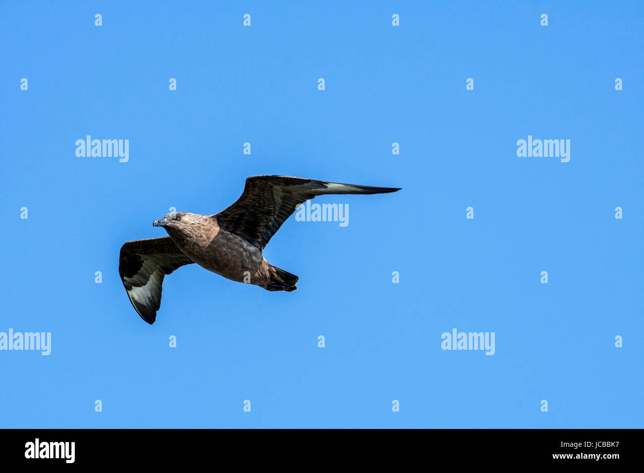 Great skua / bonxie (Stercorarius skua) in flight against blue sky ...