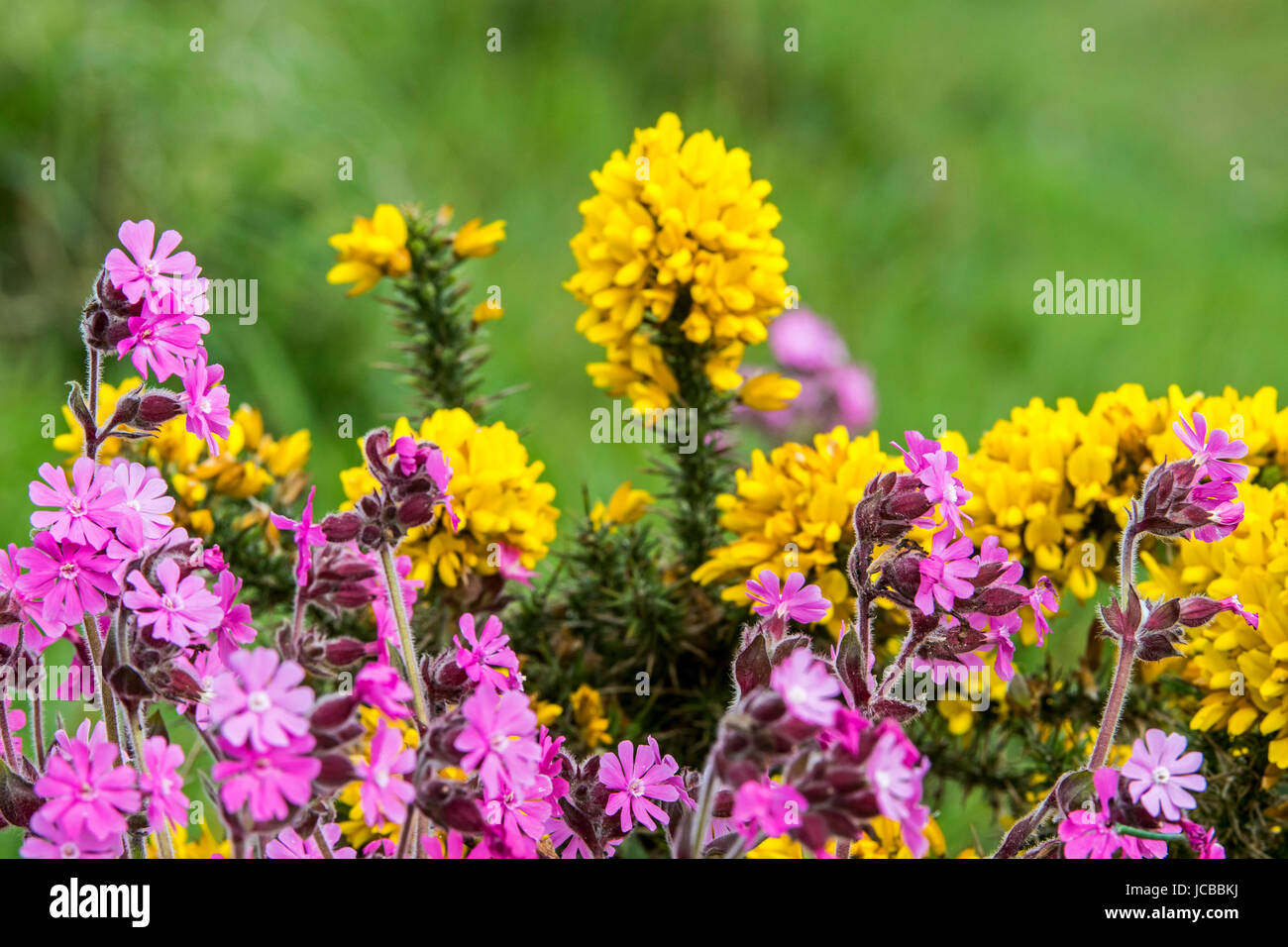 Red campion / red catchfly (Silene dioica / Melandrium rubrum / Lychnis ...