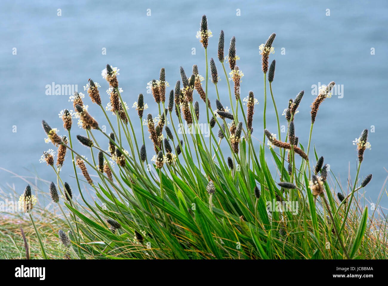 English plantain / narrowleaf plantain / ribwort plantain (Plantago ...