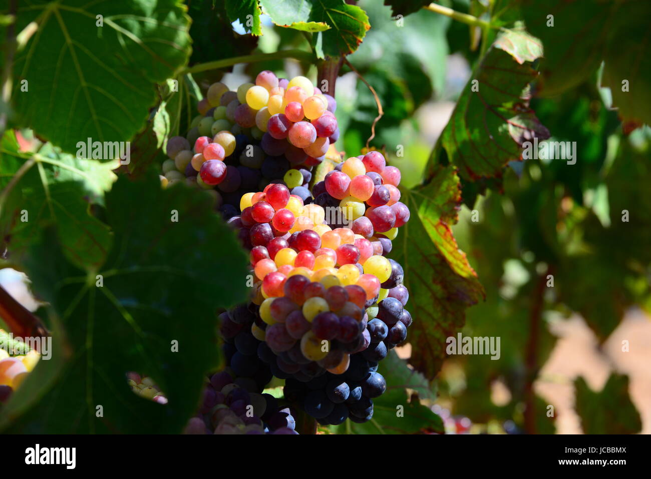 vines - grapes - spain Stock Photo - Alamy