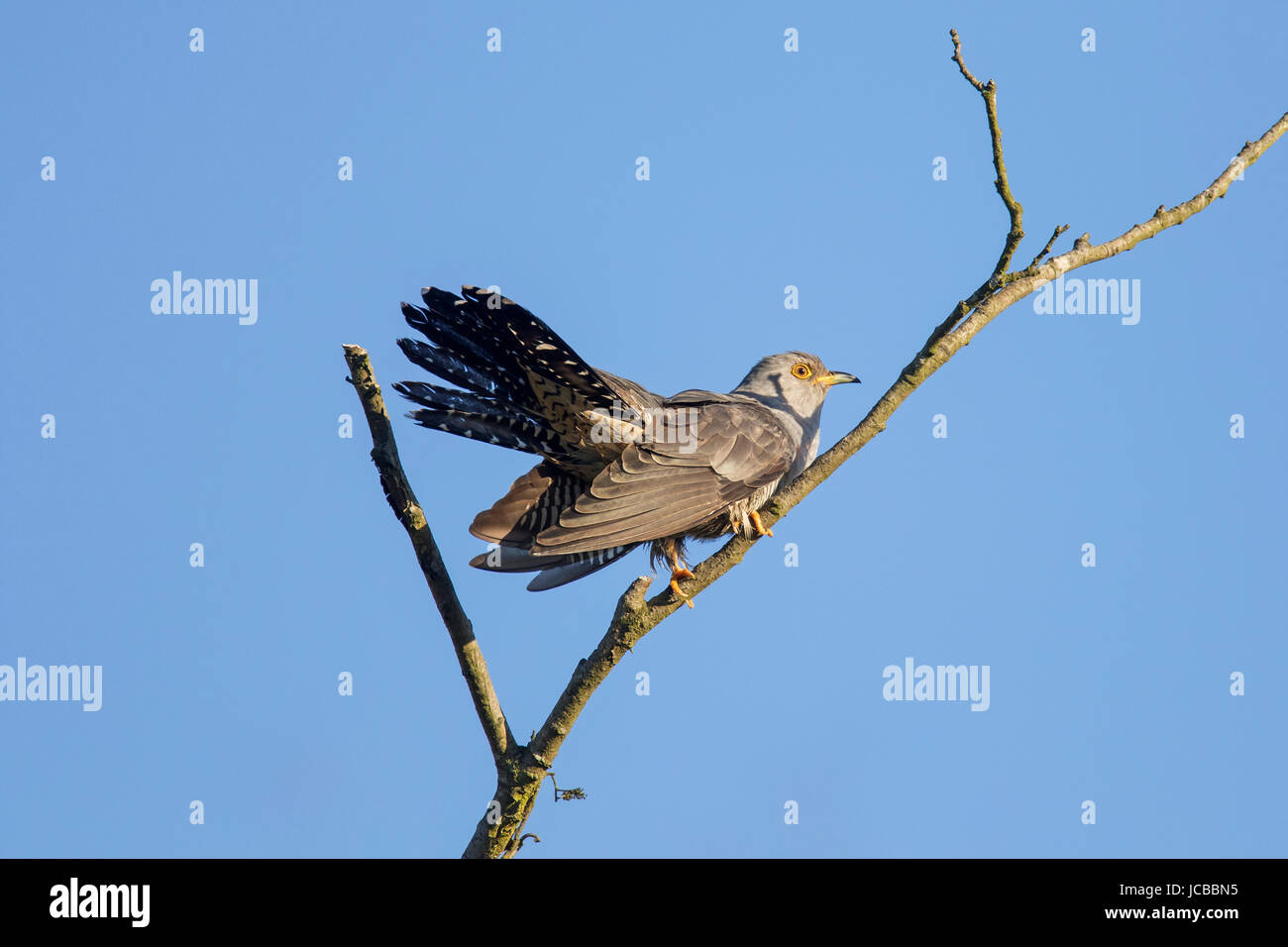 Common cuckoo (Cuculus canorus) male perched in tree in spring Stock ...