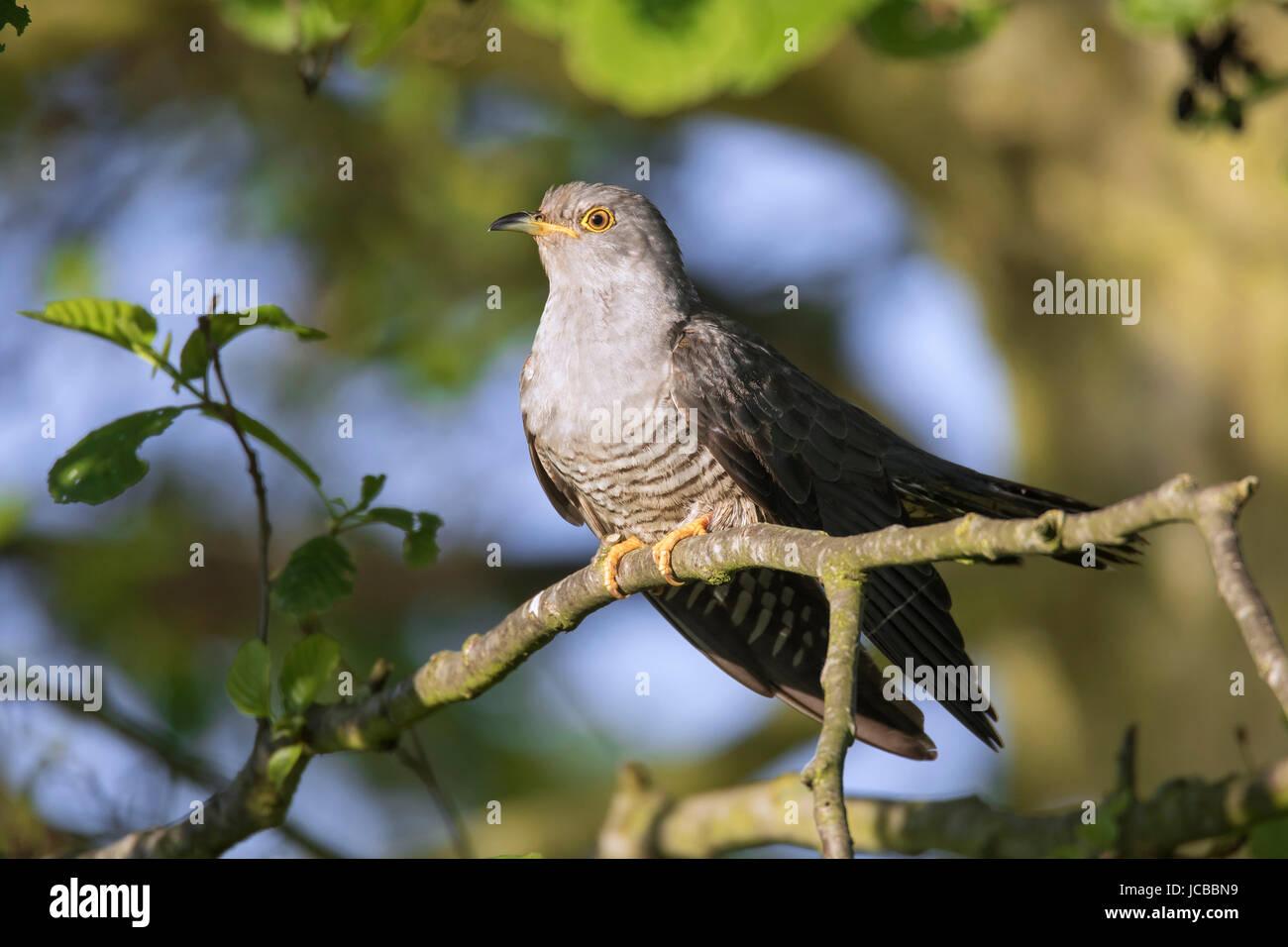 Common cuckoo (Cuculus canorus) male perched in tree in spring Stock ...