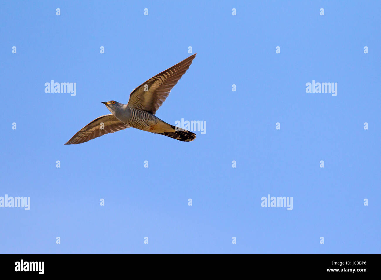 Common cuckoo (Cuculus canorus) male in flight against blue sky Stock ...