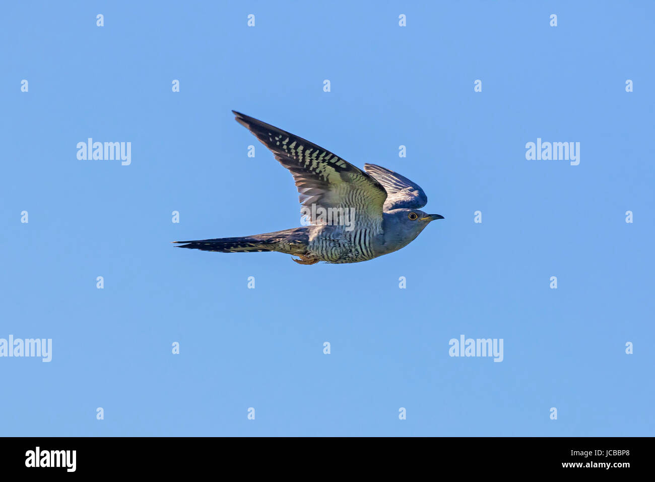 Common cuckoo (Cuculus canorus) male in flight against blue sky Stock ...