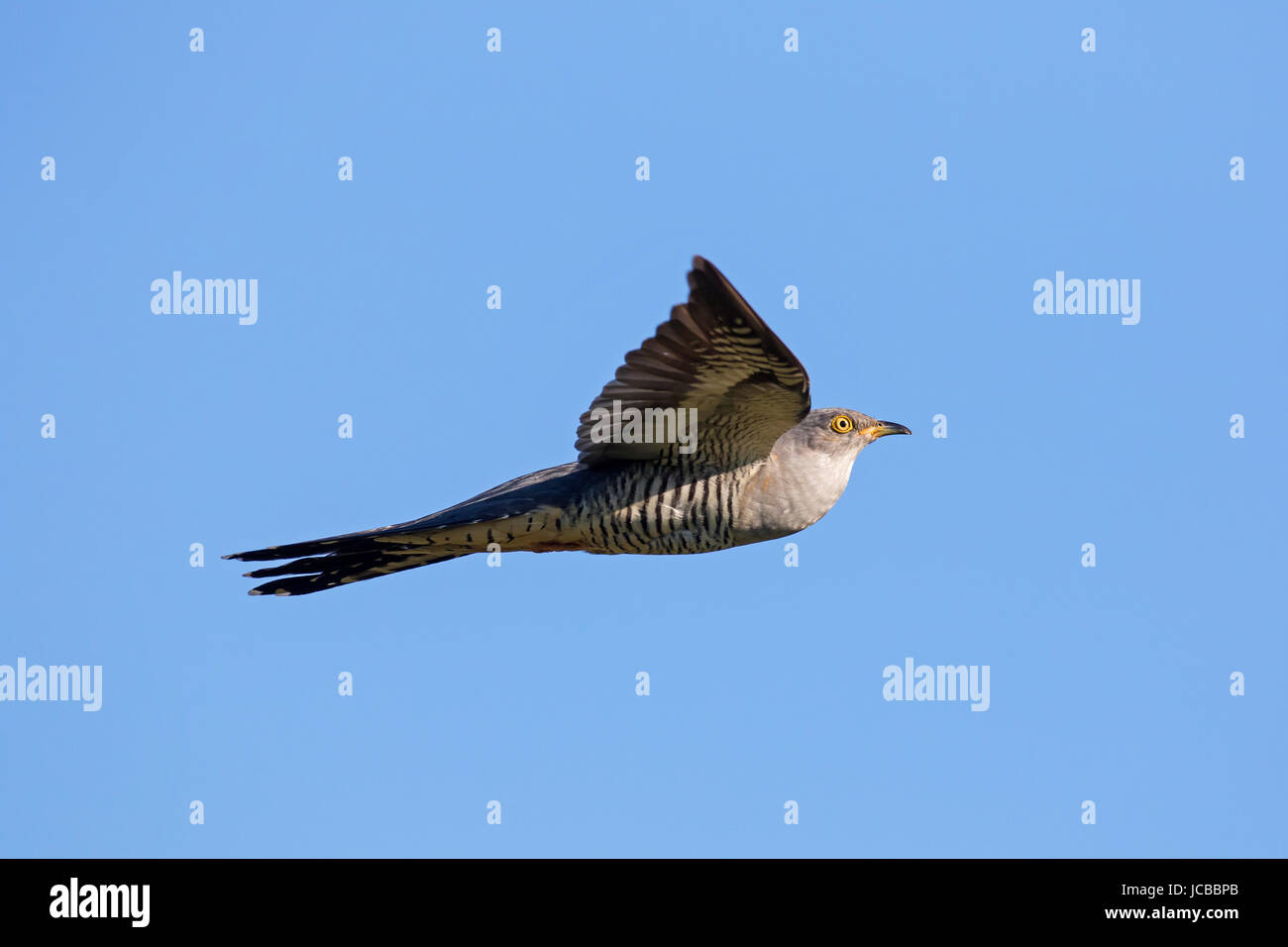Common cuckoo (Cuculus canorus) male in flight against blue sky Stock ...