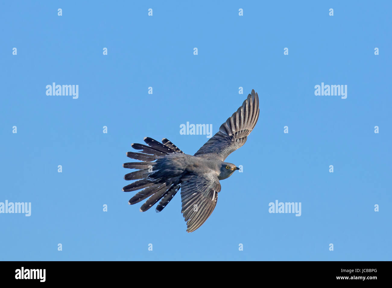Common cuckoo (Cuculus canorus) male in flight with spread tail ...