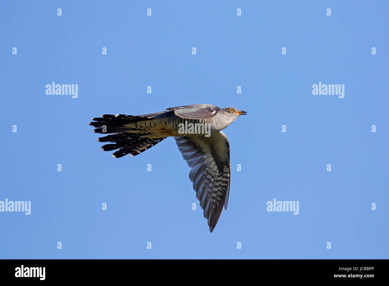 Common cuckoo (Cuculus canorus) male in flight against blue sky Stock ...