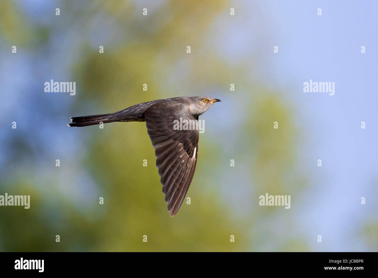 Common cuckoo (Cuculus canorus) male in flight Stock Photo - Alamy