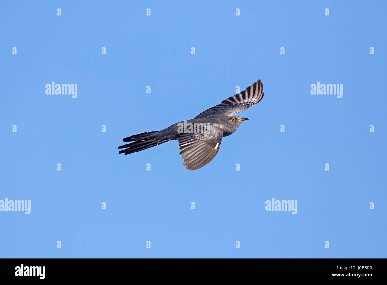 Common cuckoo (Cuculus canorus) male in flight against blue sky Stock ...