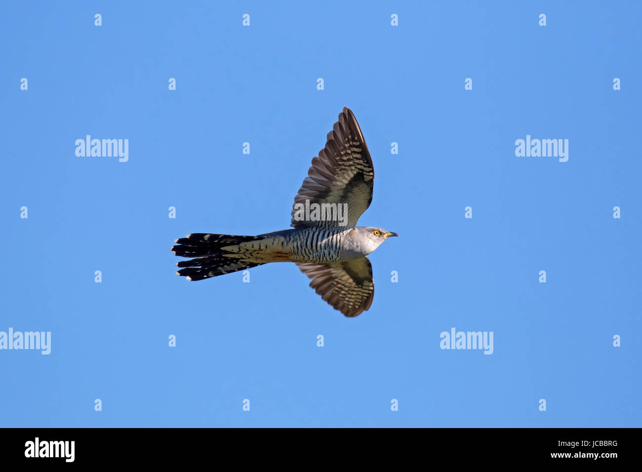 Common cuckoo (Cuculus canorus) male in flight against blue sky Stock ...