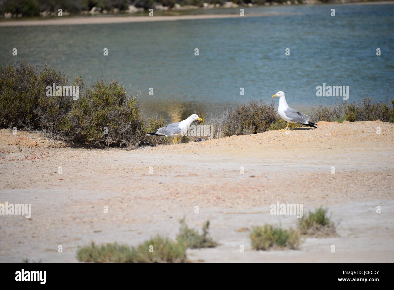 struggle for the fish - gulls - spain Stock Photo - Alamy