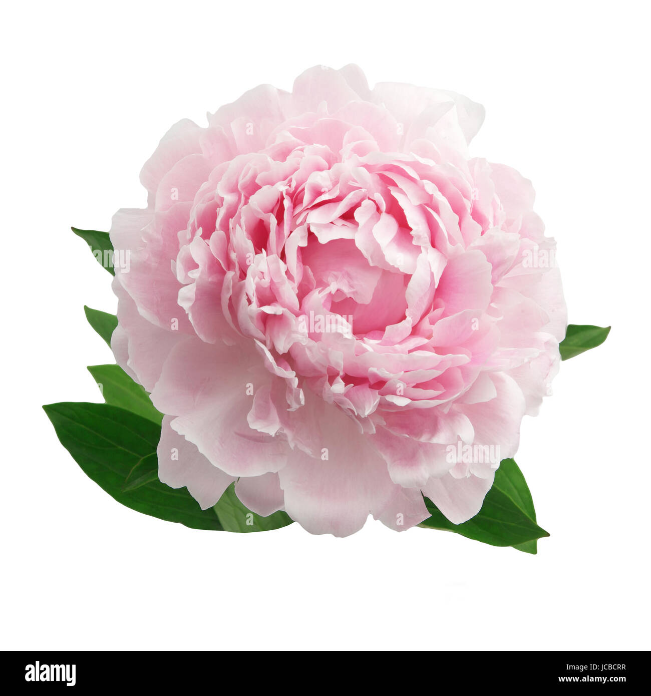 Beautiful pink peony isolated on white background Stock Photo - Alamy