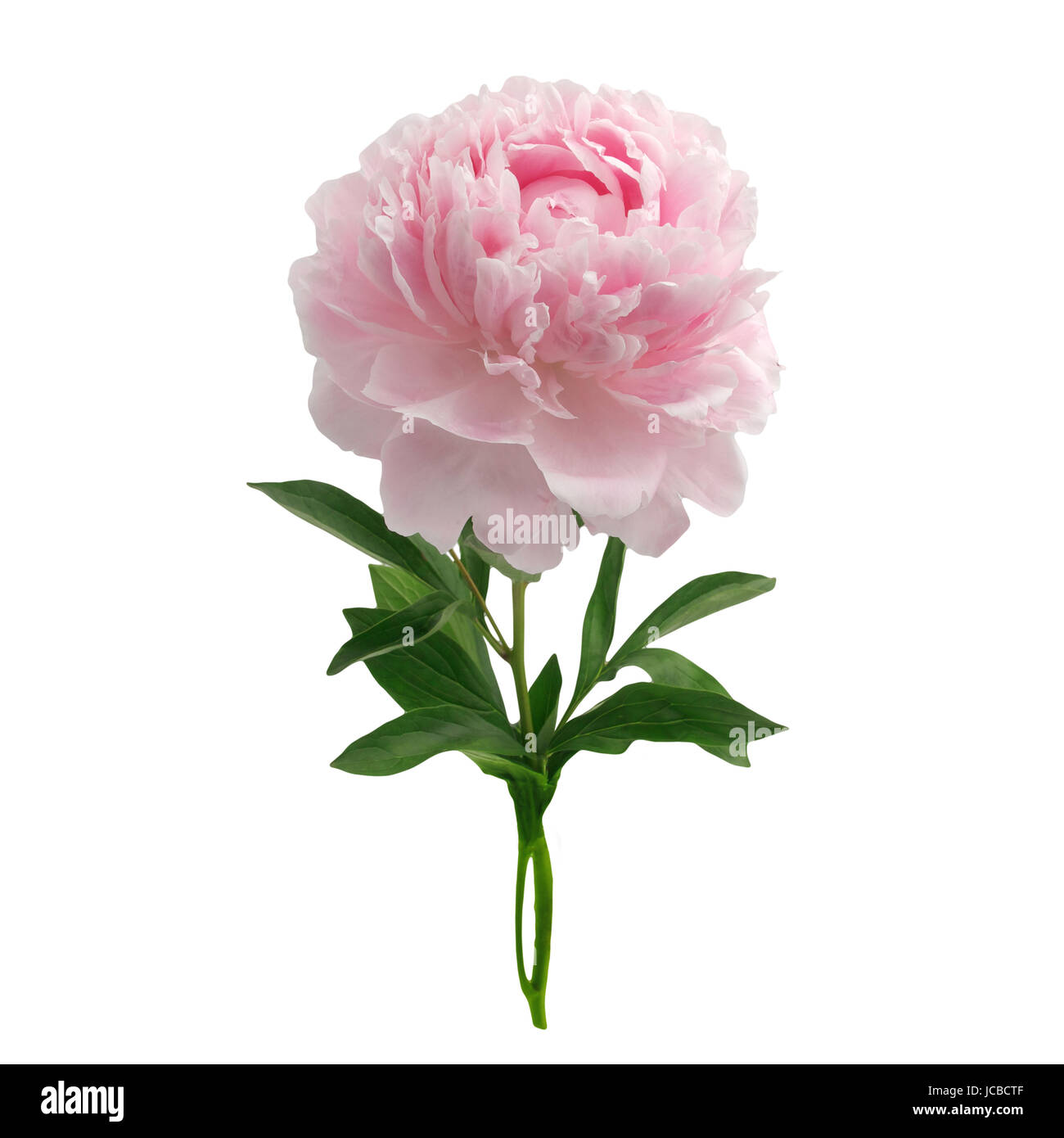 Beautiful pink peony isolated on white background Stock Photo - Alamy
