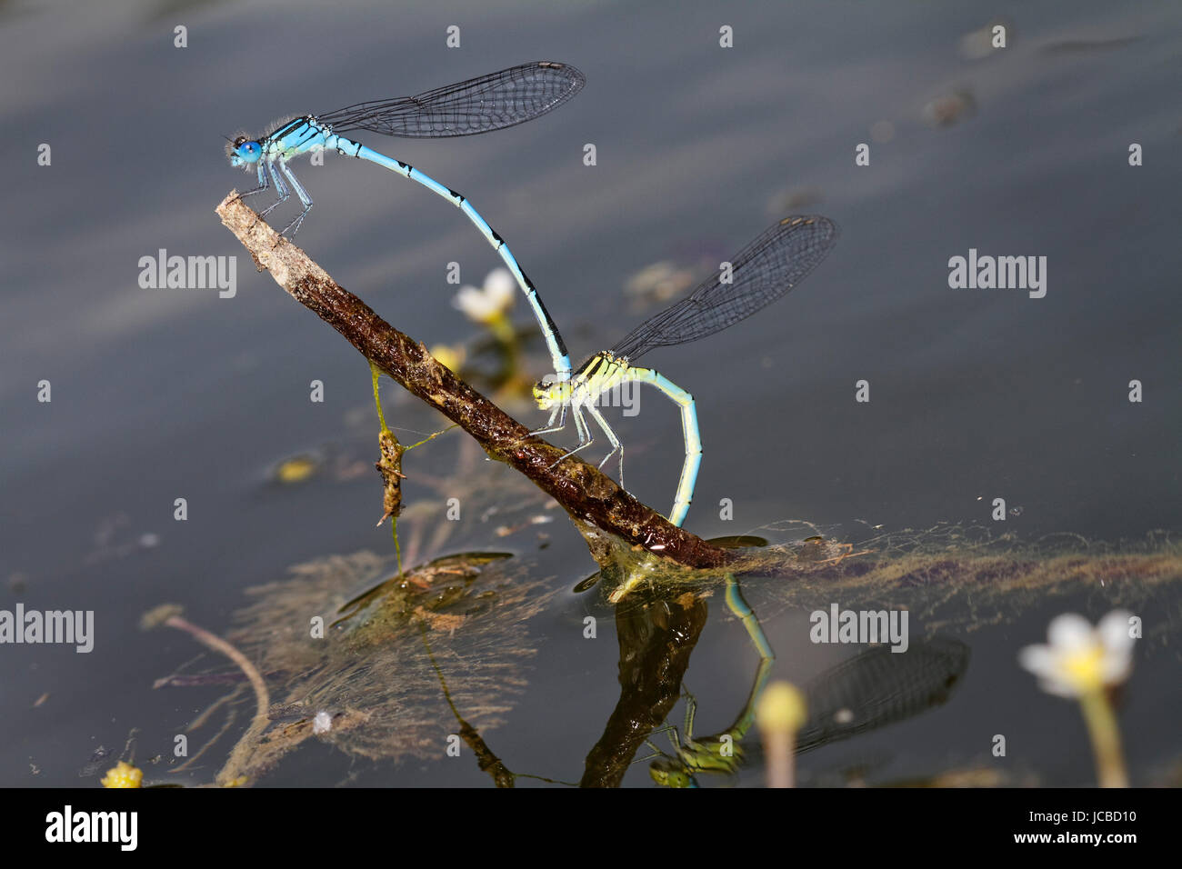 Damselfly mating on the branch Stock Photo - Alamy
