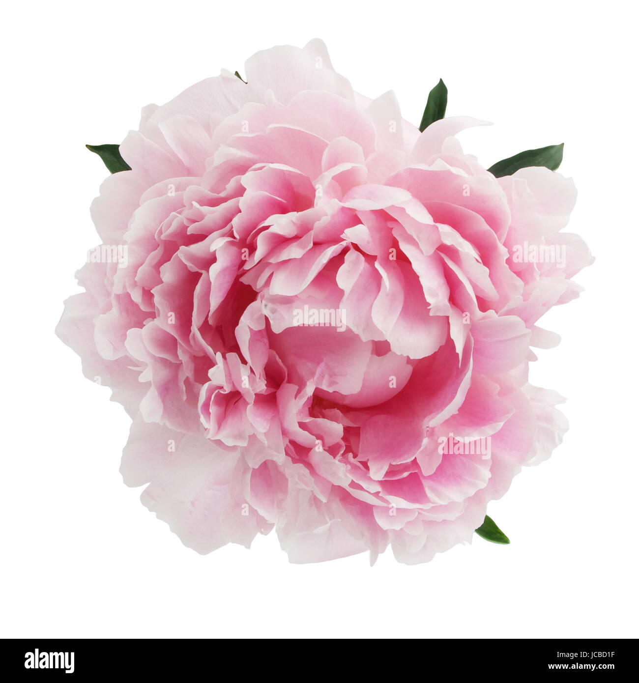 Beautiful pink peony isolated on white background Stock Photo - Alamy