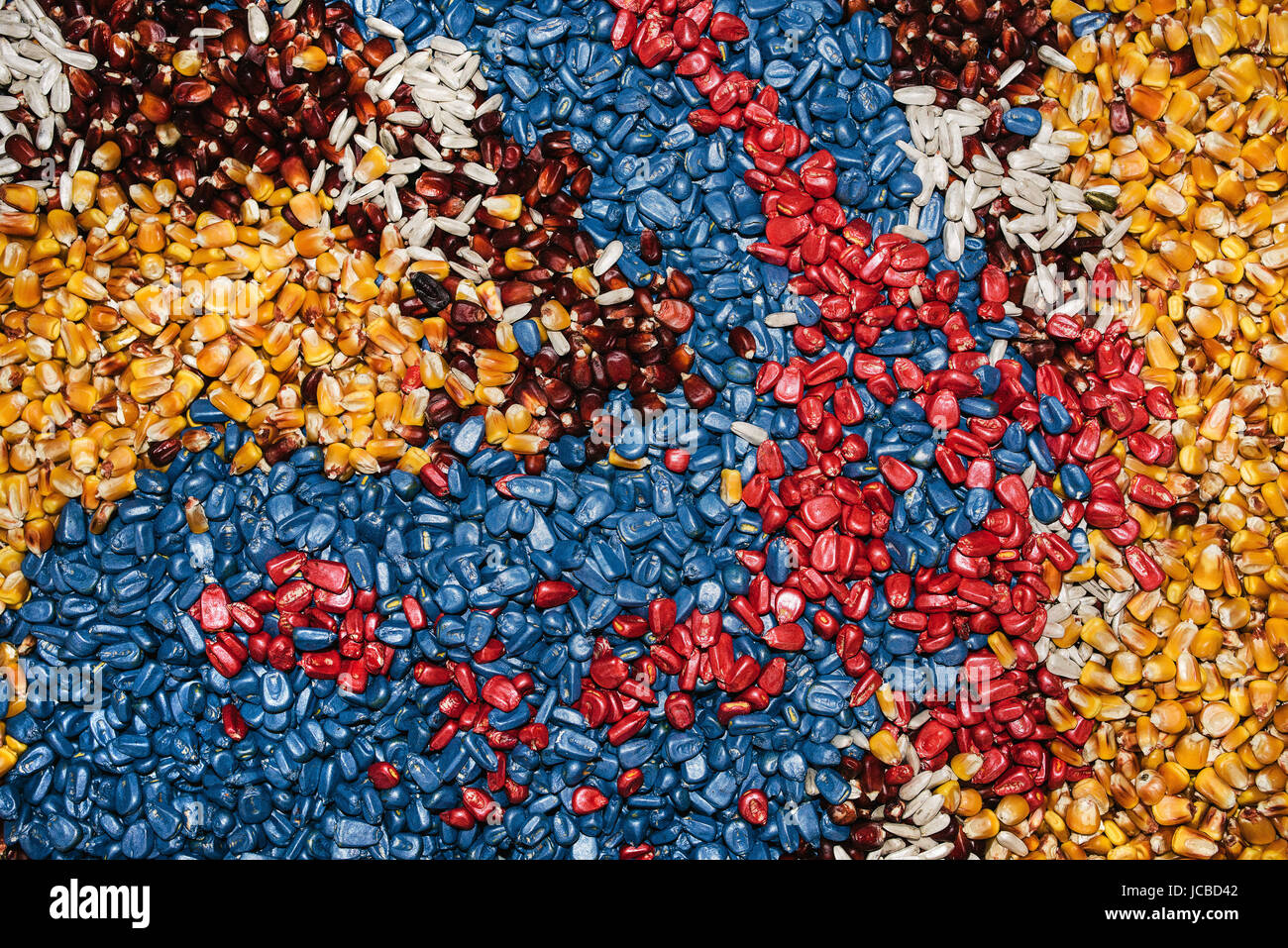 Corn maize seed colorful background, abstract agricultural texture ...