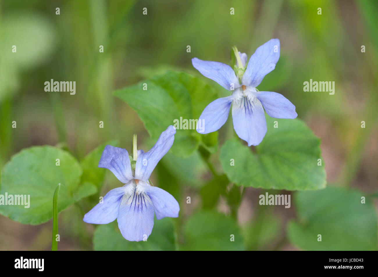 Viola canina (heath dog-violet), close up shot, local focus Stock Photo ...