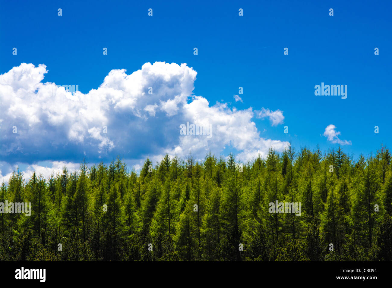 Fir forest against blue sky in the French Pyrenees Stock Photo - Alamy