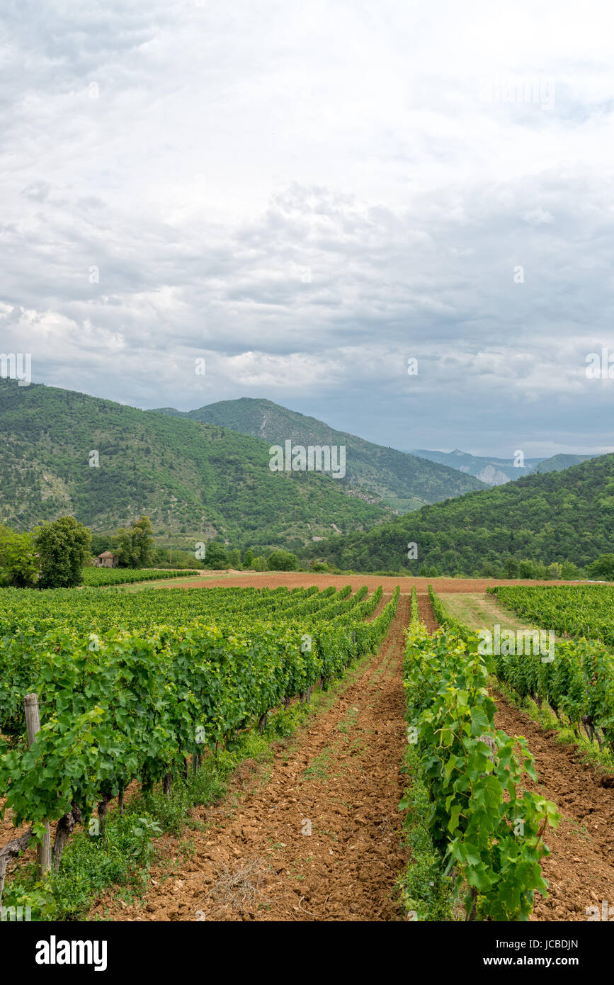 vineyard in provence Stock Photo - Alamy