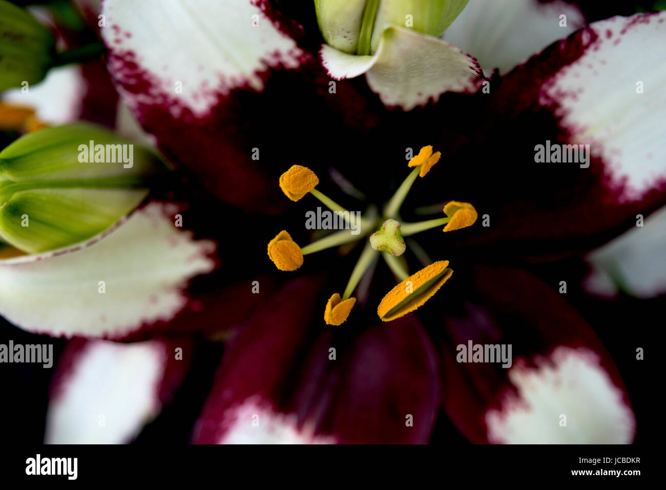 Maroon and white flower hi-res stock photography and images - Alamy