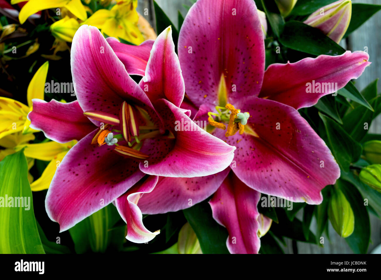 Fushia colored hi-res stock photography and images - Alamy