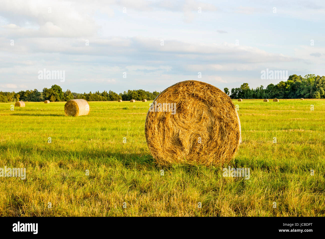 Roll of hay on field Stock Photo - Alamy