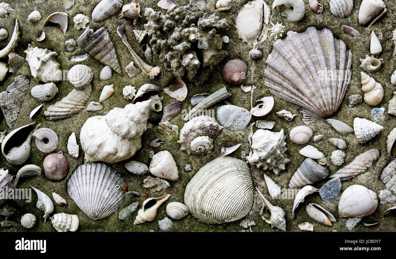seashells in concrete Stock Photo - Alamy
