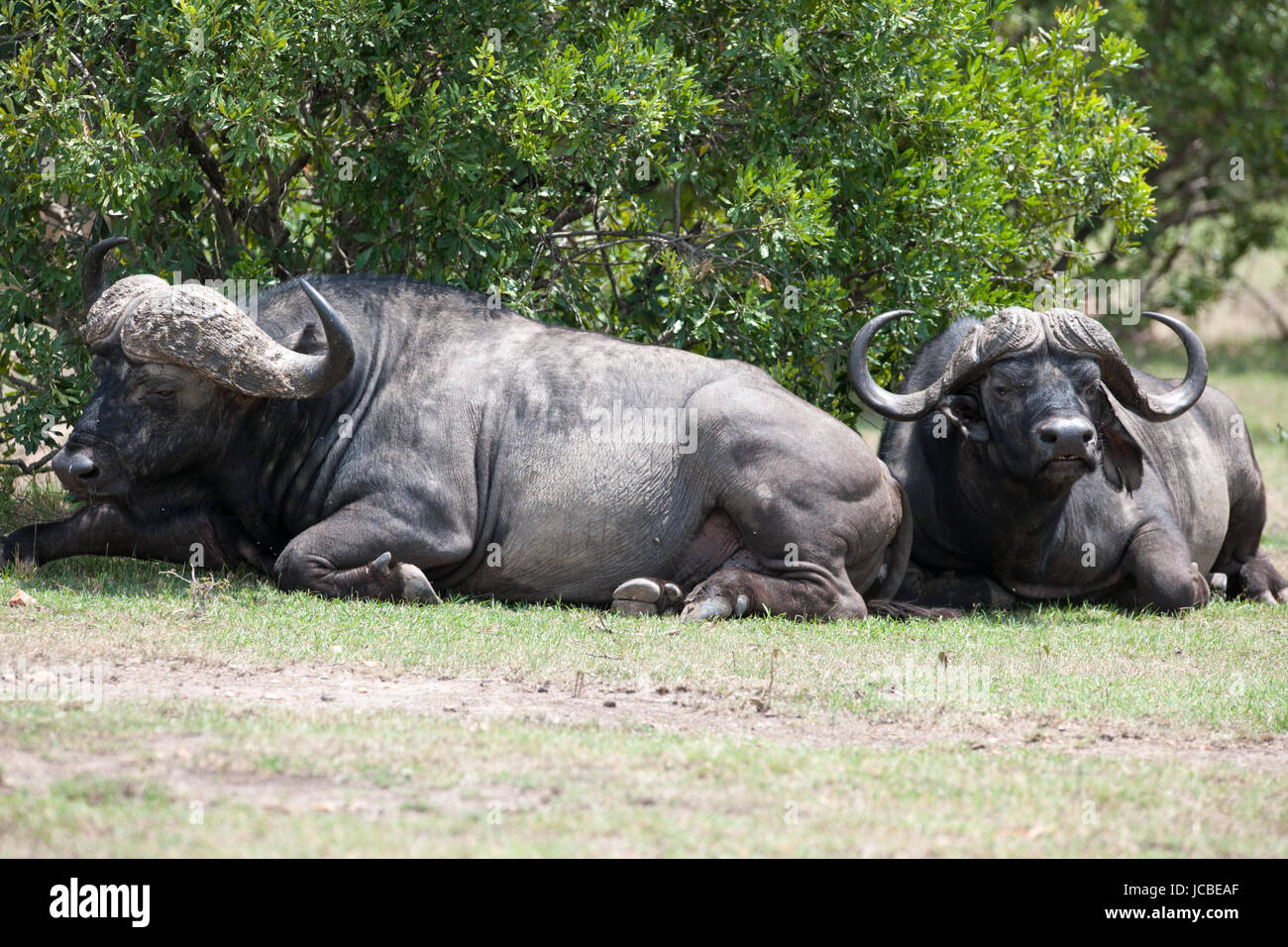 big buffalo in the savannah of africa Stock Photo - Alamy