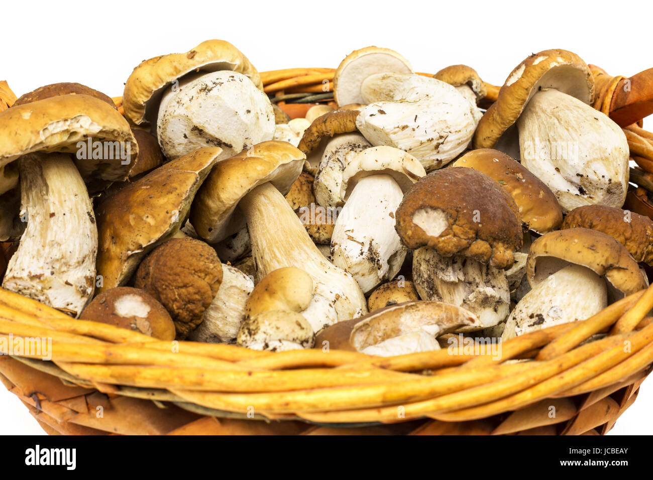 Steinpilz im Korb, gesammelte Edelpilze auf weissem Hintergrund Stock ...