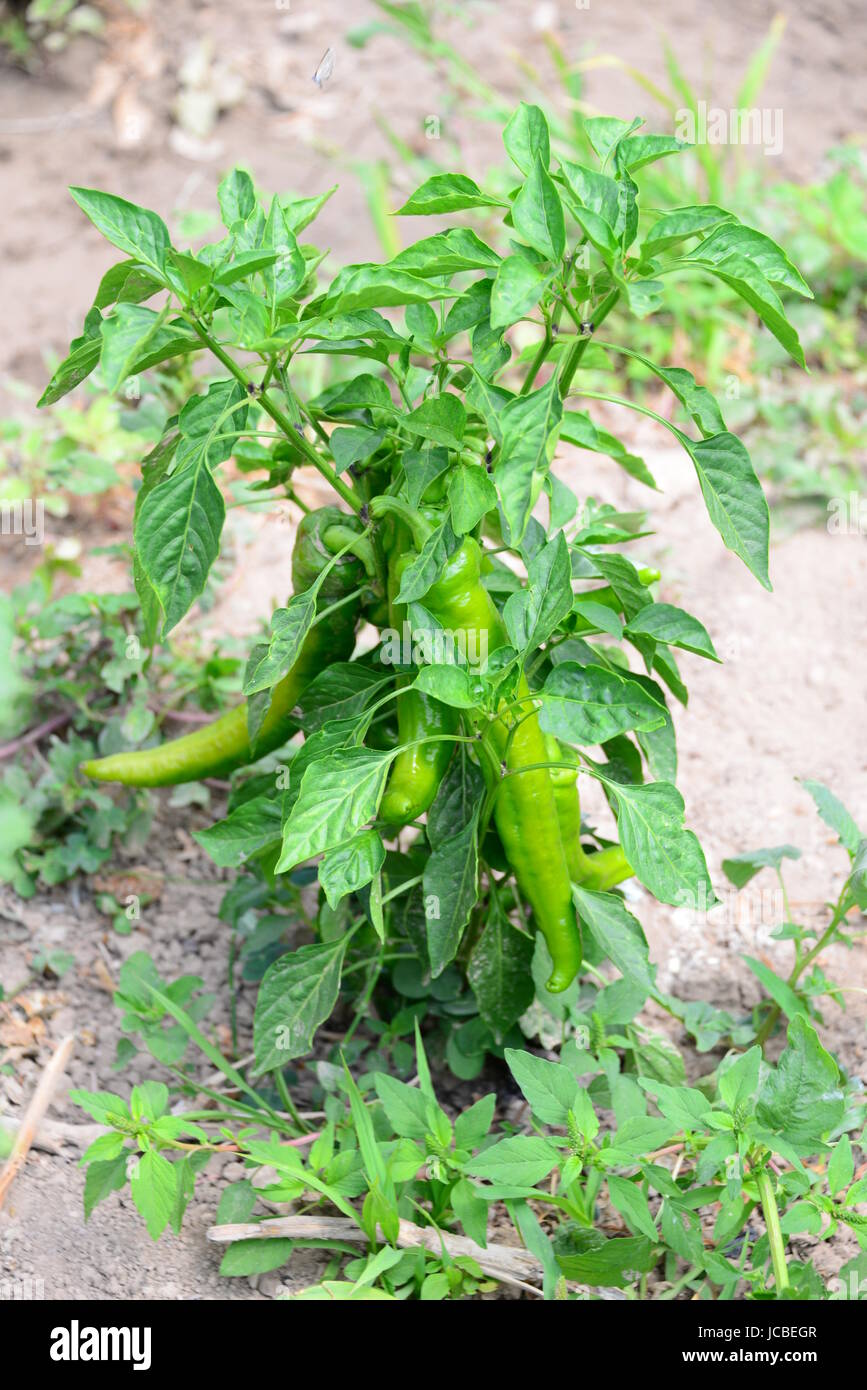 paprika capsicum peperoni Stock Photo - Alamy