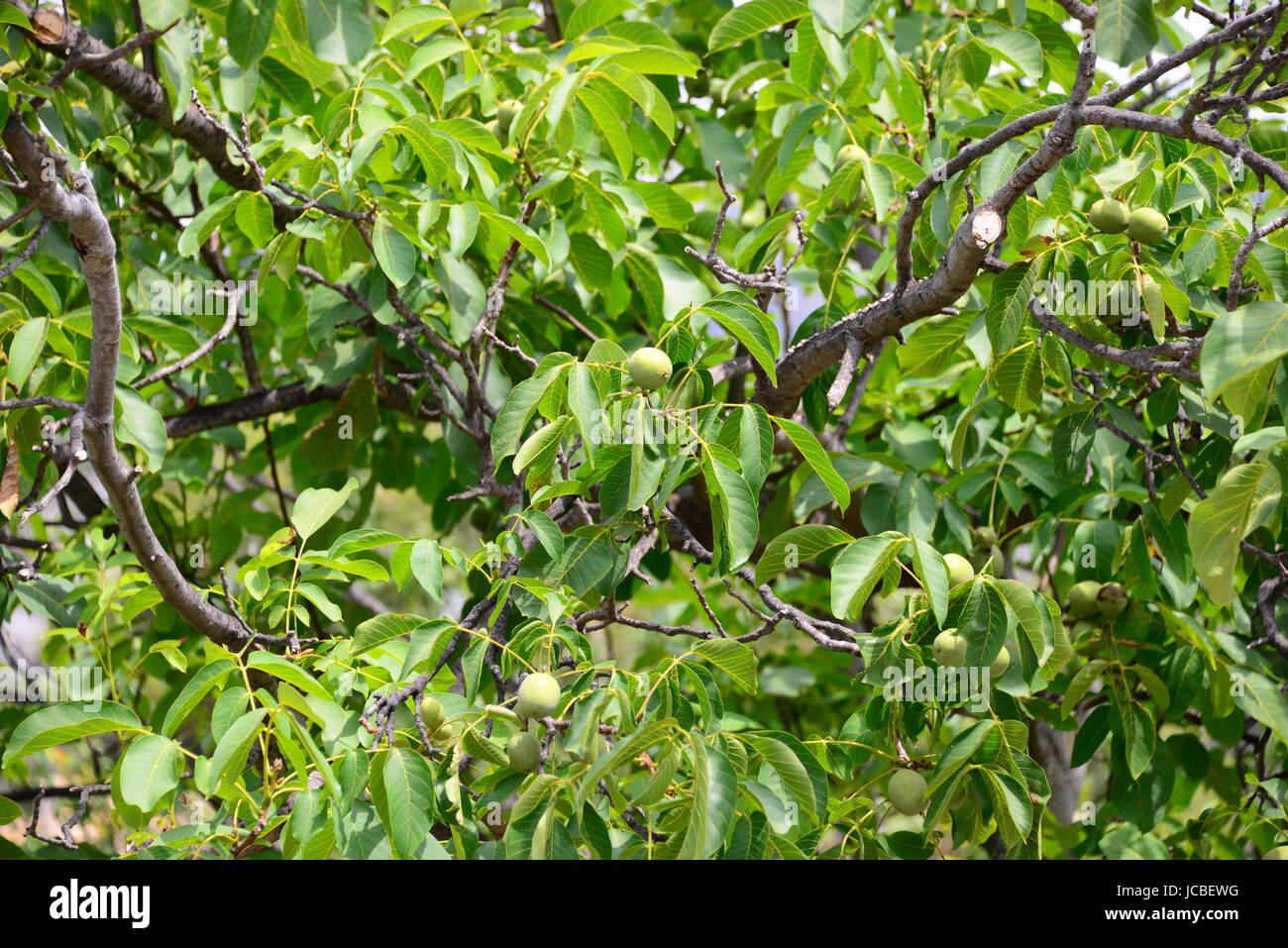 walnut tree - spain Stock Photo - Alamy