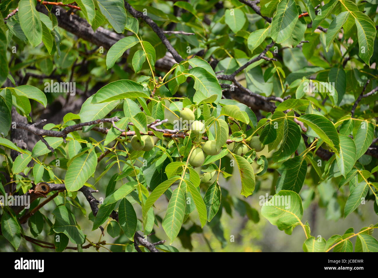 walnut tree - spain Stock Photo - Alamy