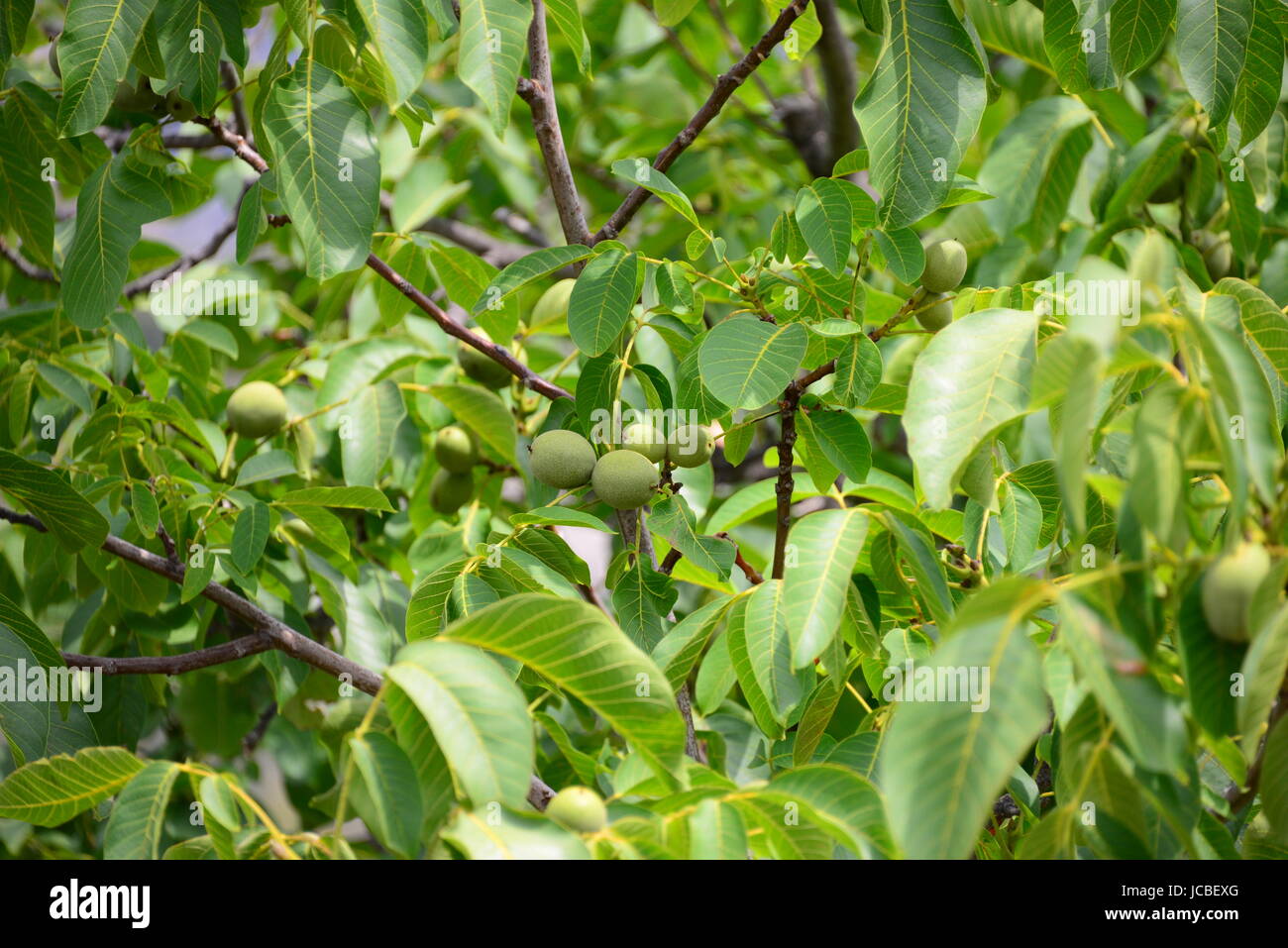 walnut tree - spain Stock Photo - Alamy