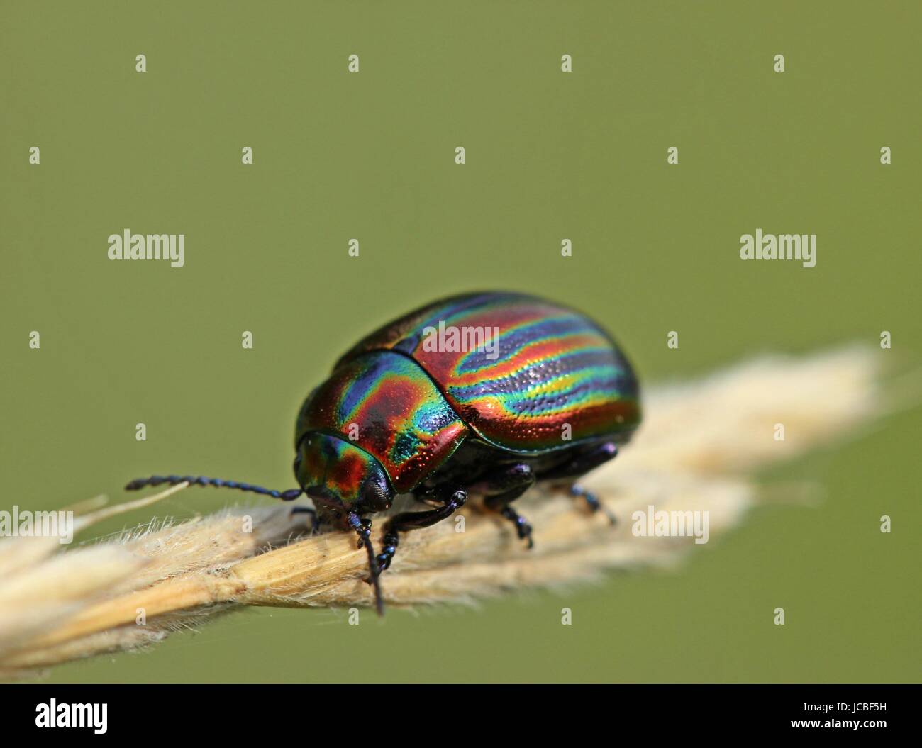 Rainbow Leaf Beetle