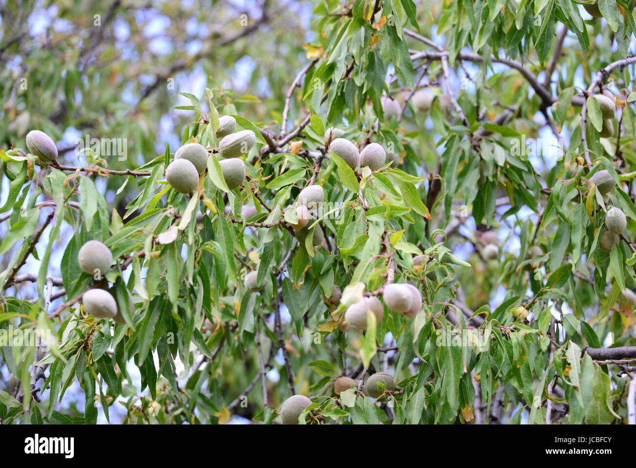 almond tree - spain Stock Photo - Alamy