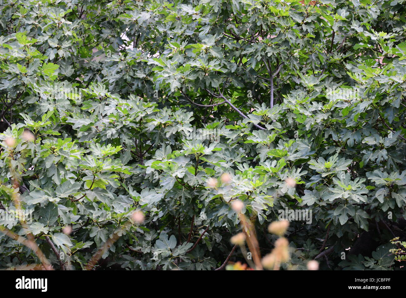autumn foliage fig tree Stock Photo - Alamy