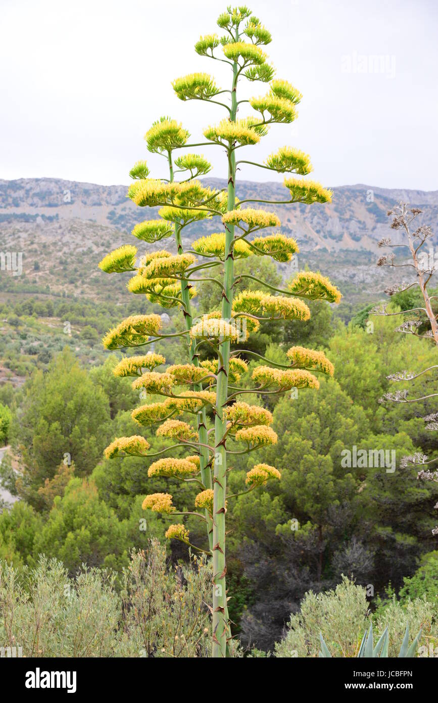 agave in spain Stock Photo - Alamy