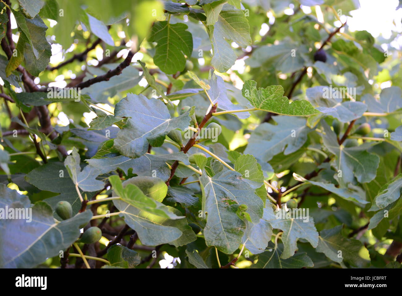 autumn foliage fig tree Stock Photo - Alamy