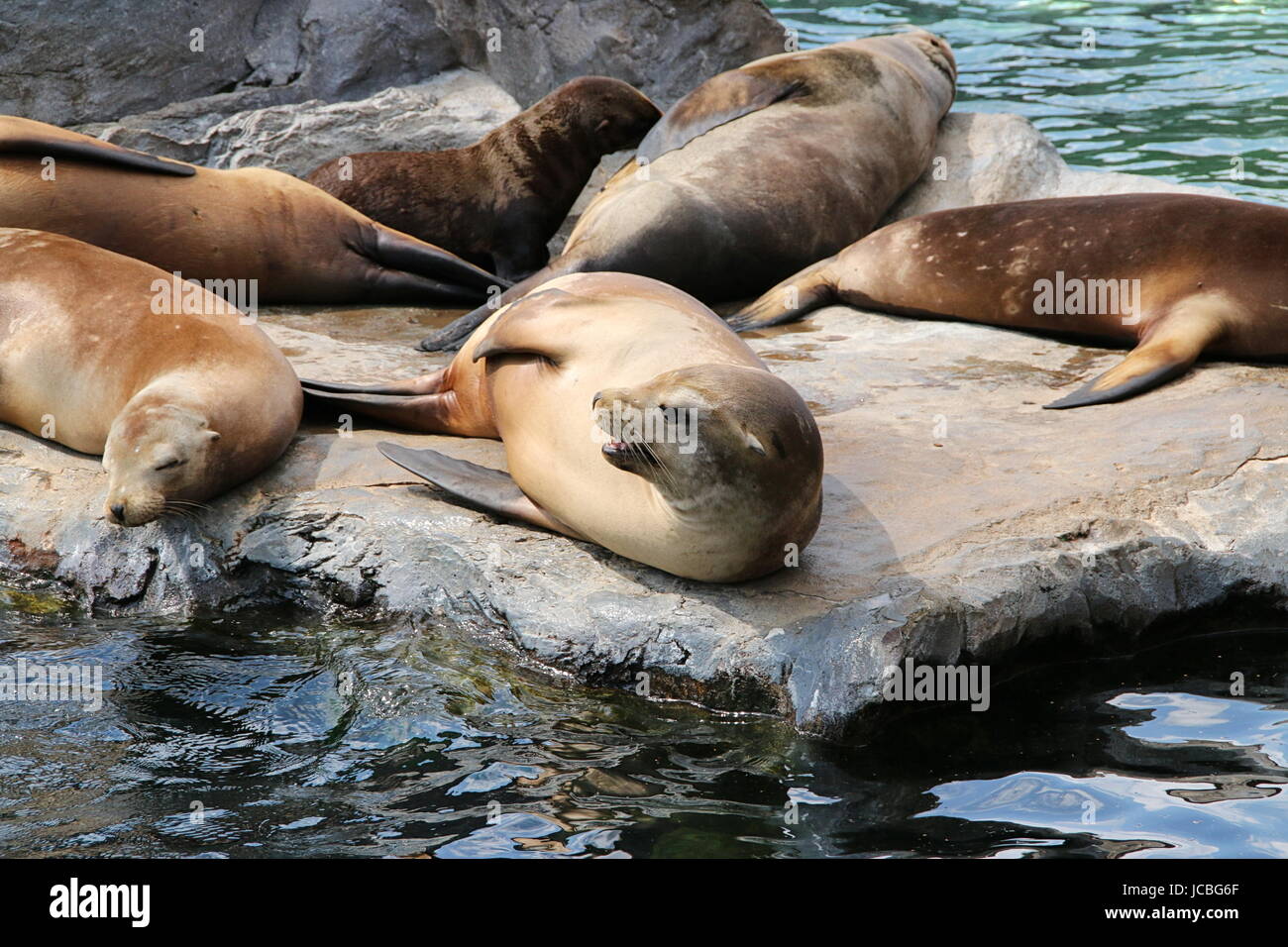 mammal conservation of nature Stock Photo - Alamy