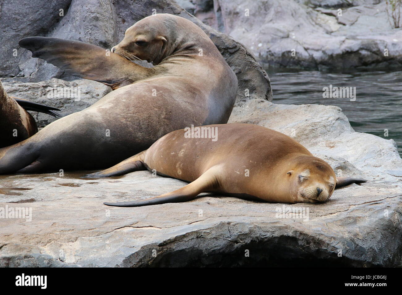 mammal conservation of nature Stock Photo - Alamy